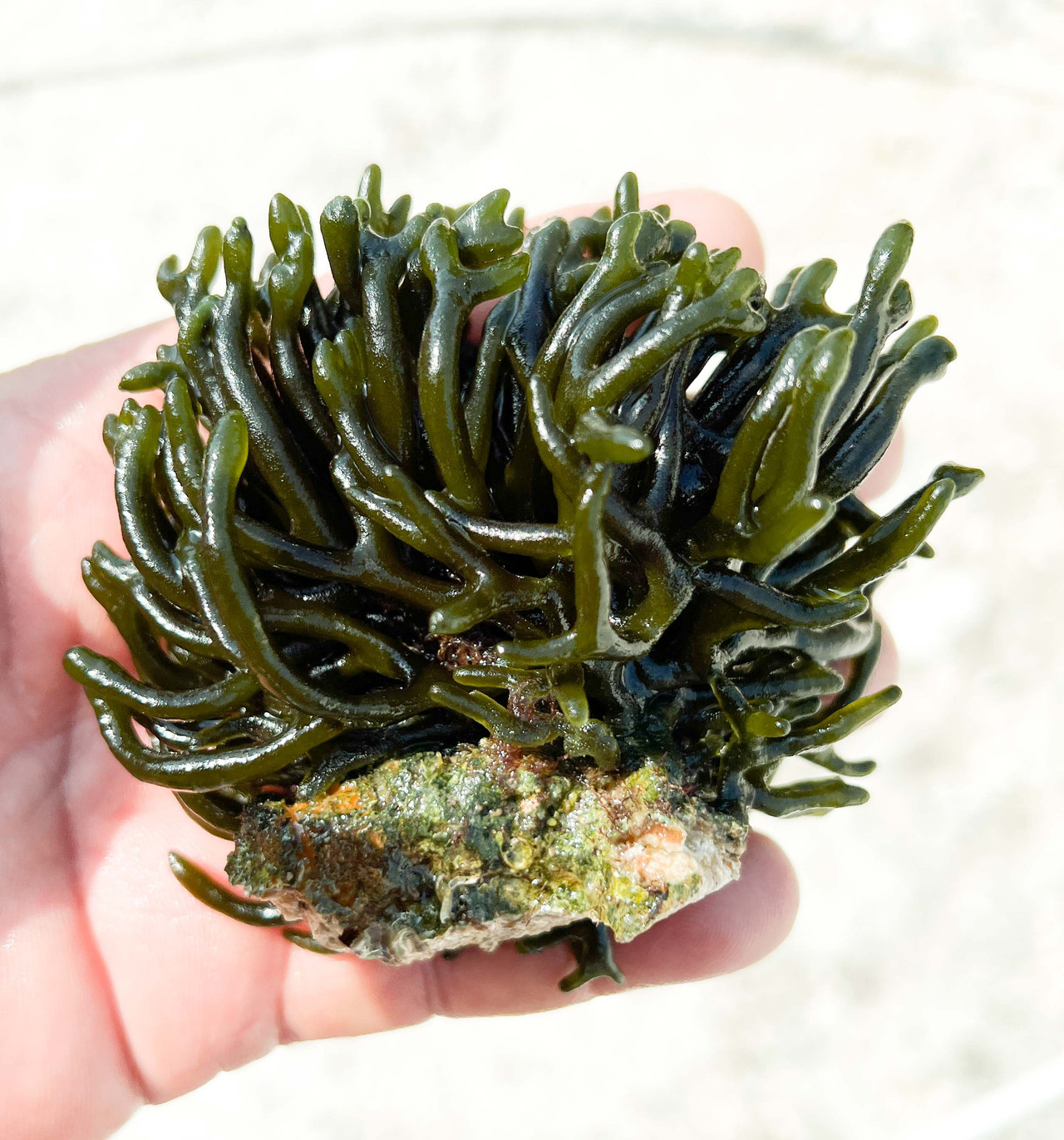 Codium Macro Algae Naturally Rooted on Rock