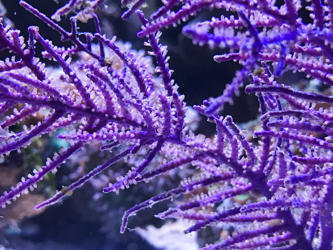 Frilly Gorgonian Jumbo Sized Specimens for Seahorse Aquariums