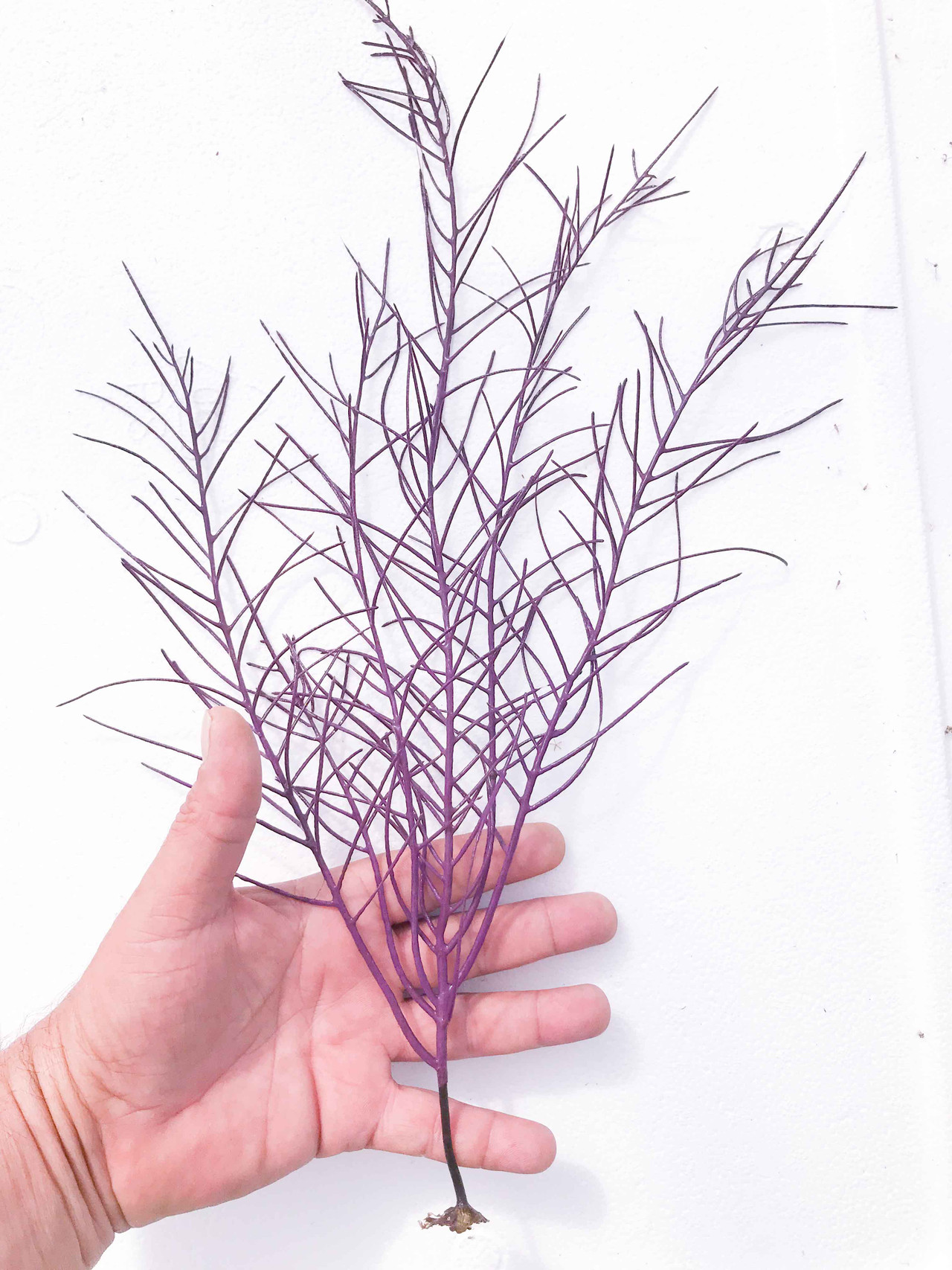 Frilly Gorgonian Jumbo Sized Specimens for Seahorse Aquariums