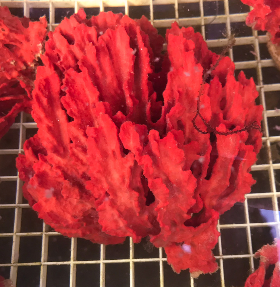 Dragon Fire Red Sea Sponge for Sale.