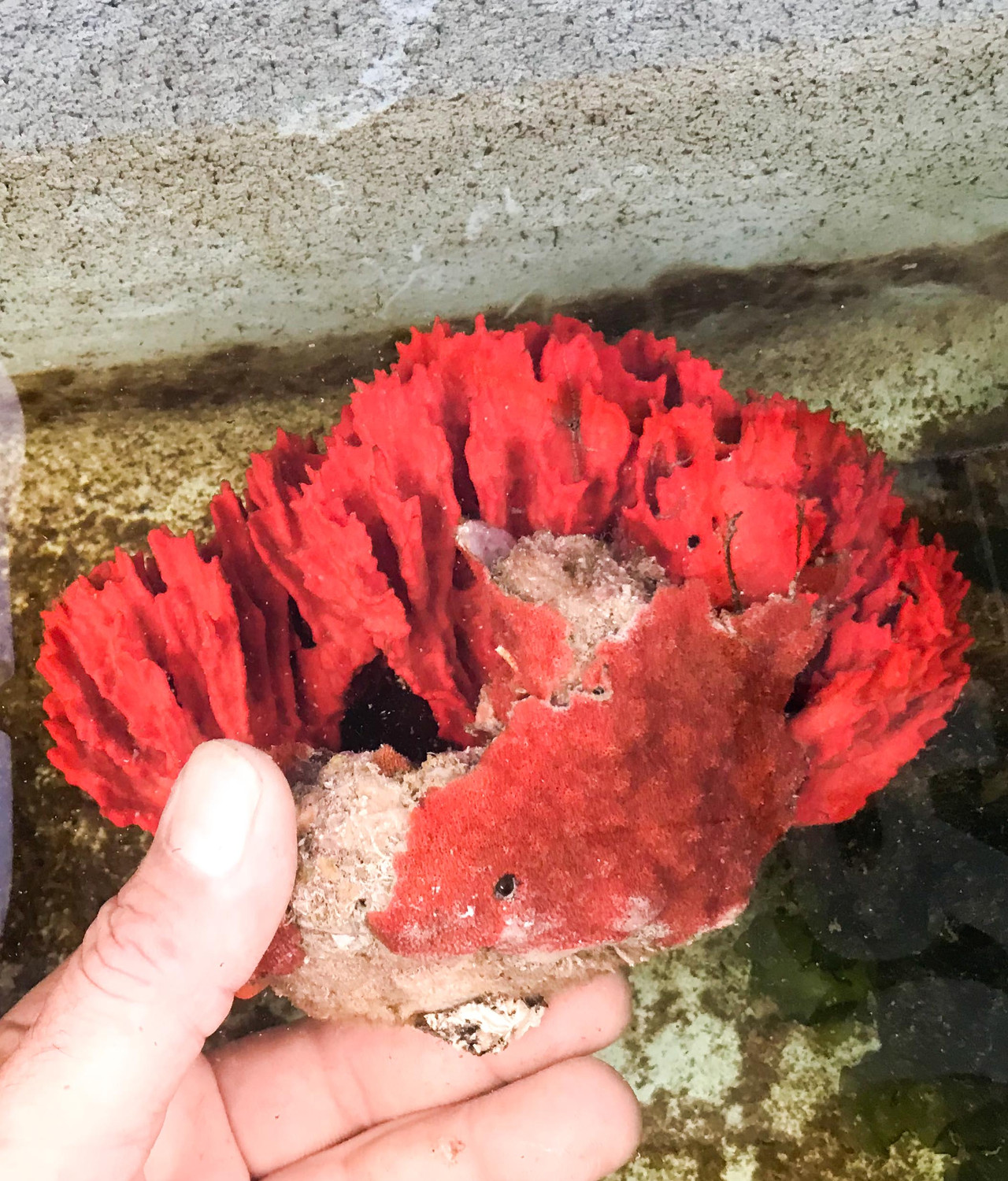 Dragon Fire Red Sea Sponge for Sale.