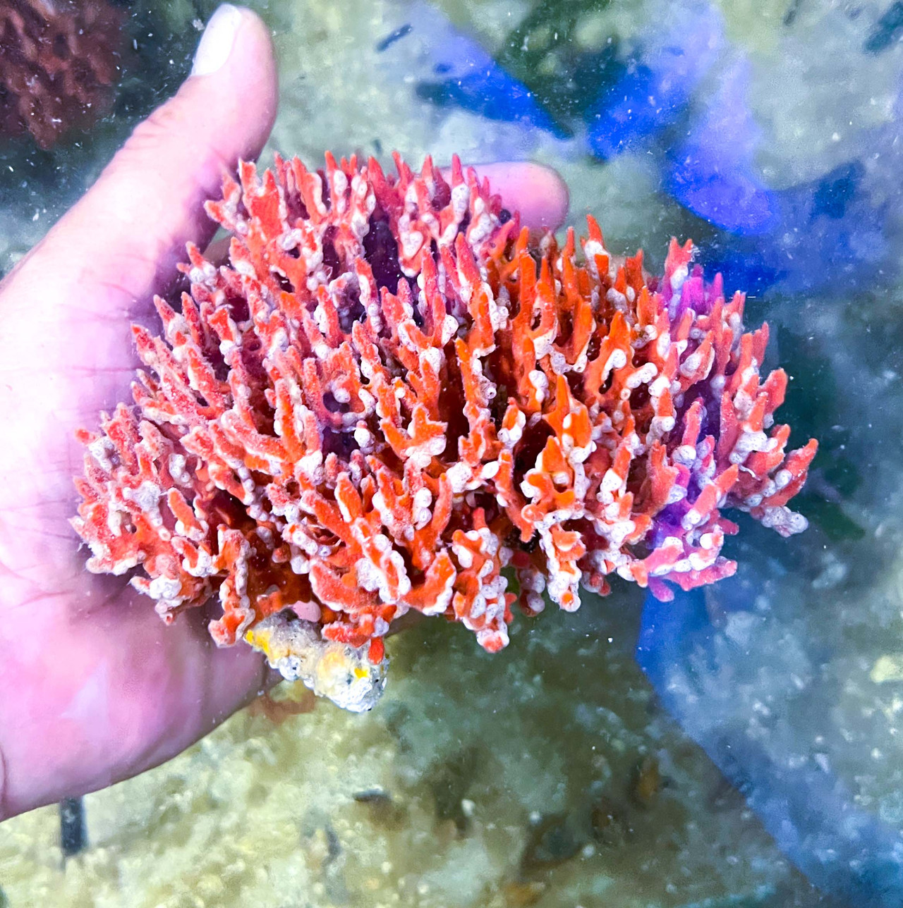 Snowflake Dragon Sponge Live Sponge