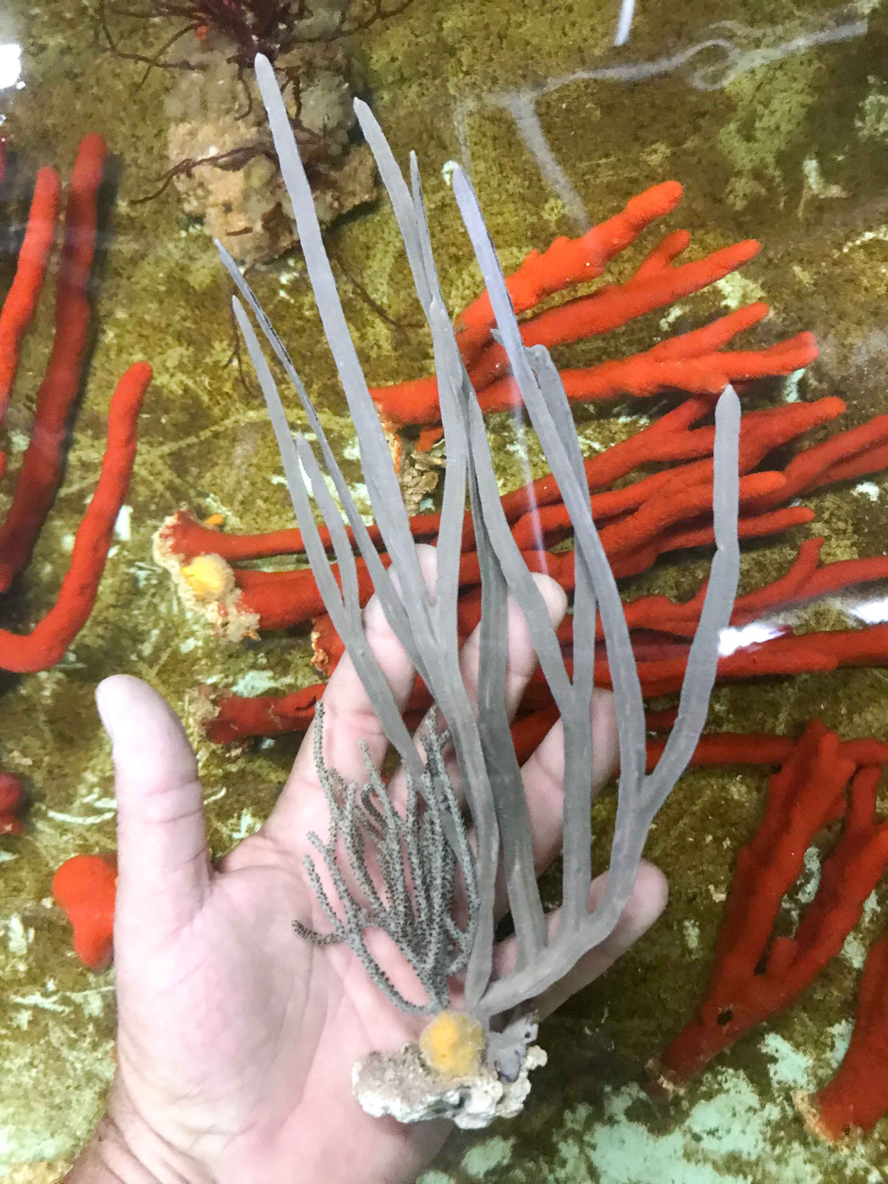 Spiny Gorgonian for Sale . Live Corals at the best prices. Free Shipping.
