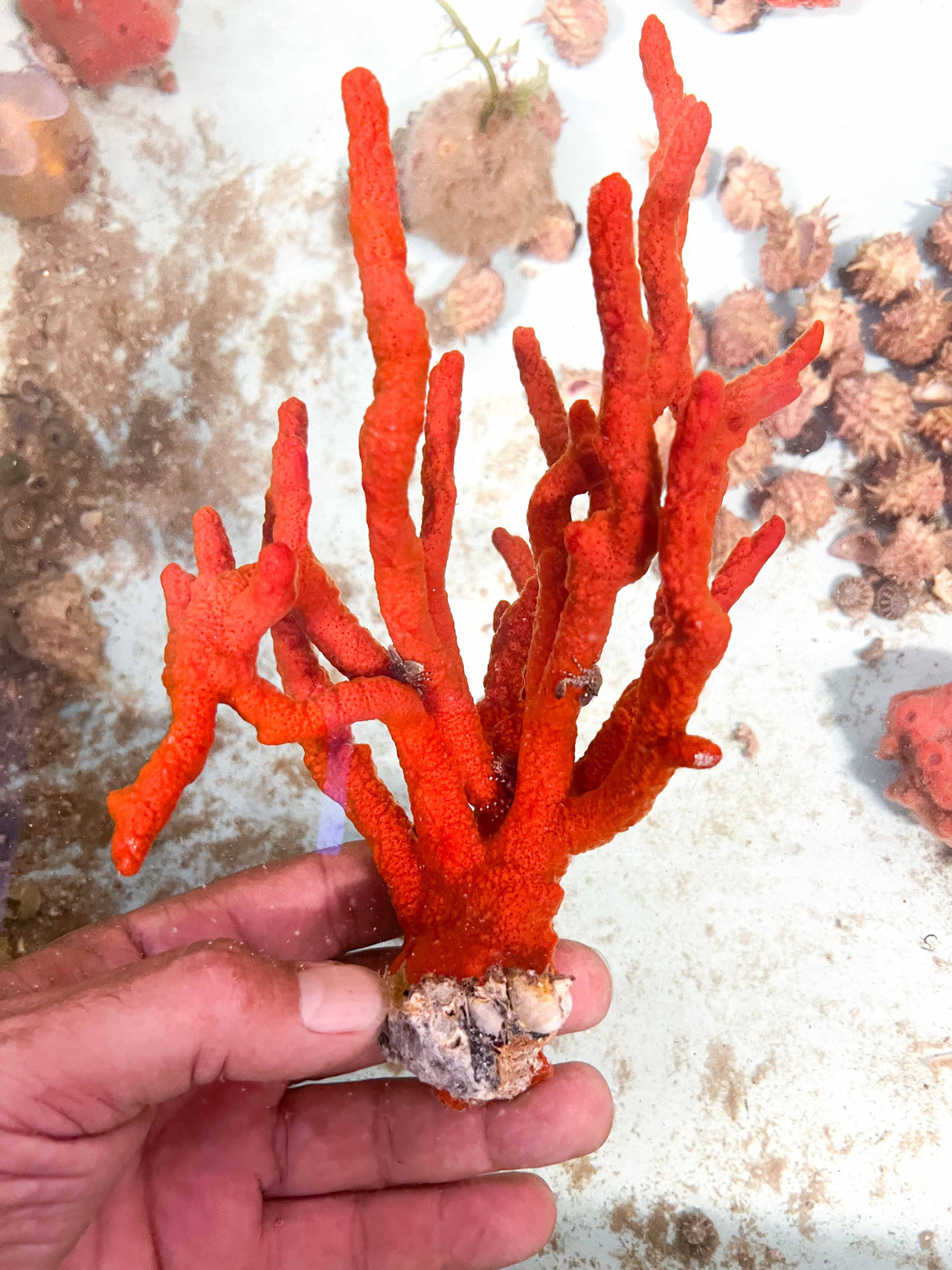 Rare Branchy Red Tree Sponge growth pattern.