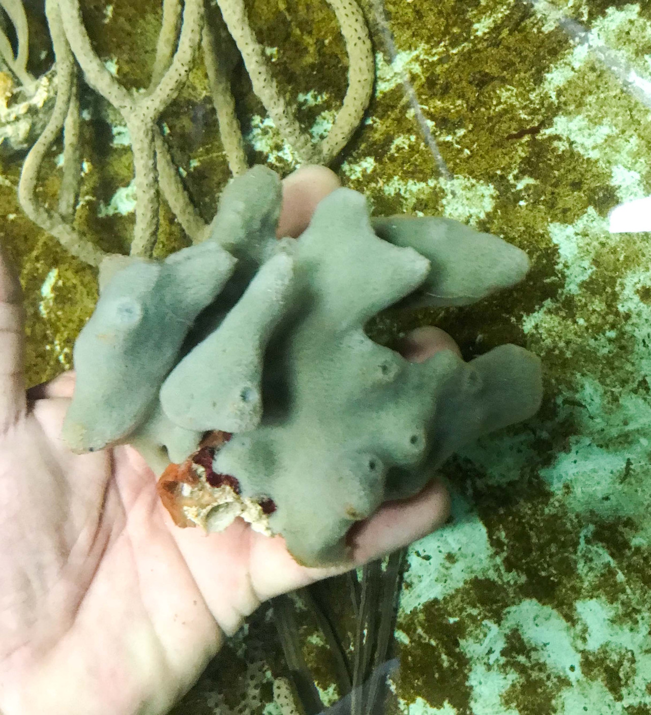 Grey Blue silky sponge for saltwater Reef Tank Aquariums.