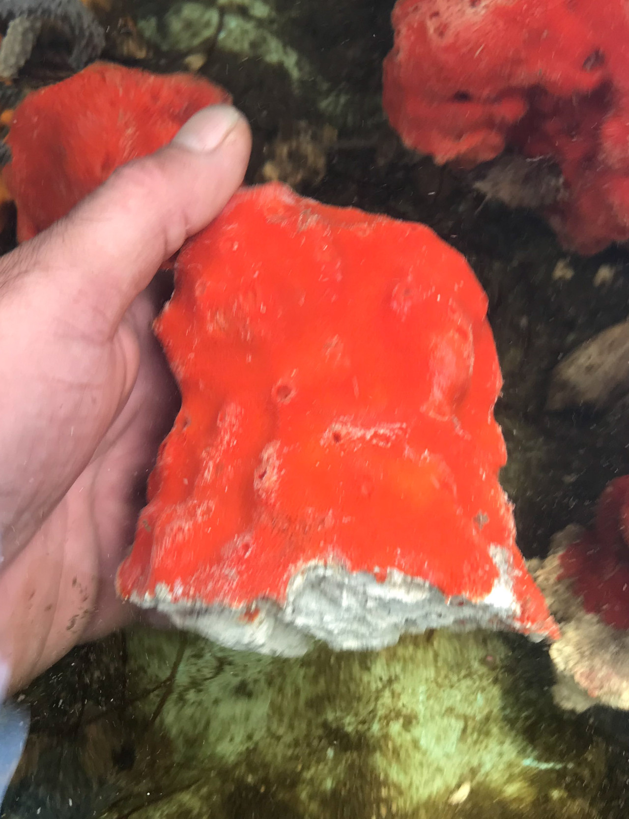 Lava Fire Jumbo Sized Live Sea Sponge for Aquarium.