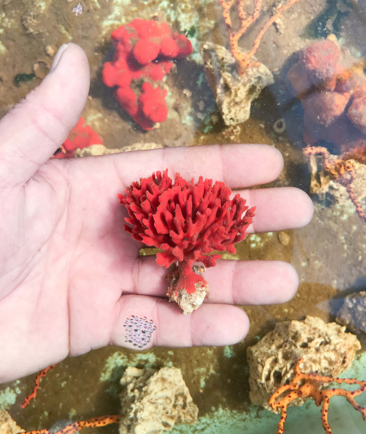 Red Dragon Fire Sponge for Saltwater Aquariums