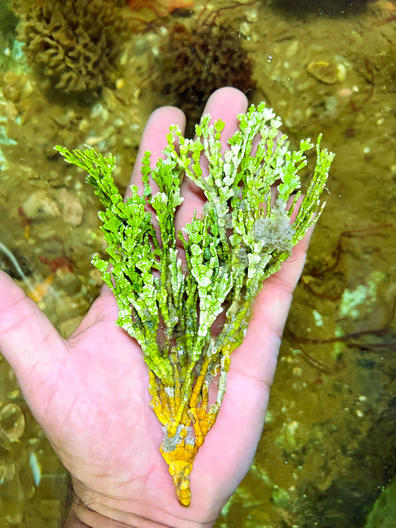 Halimeda Rooted Macro Algae for Sale.