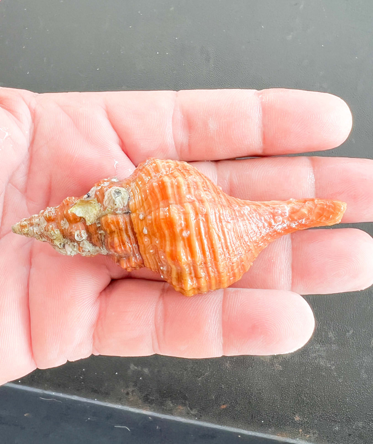 Horse Conch Live Snails.