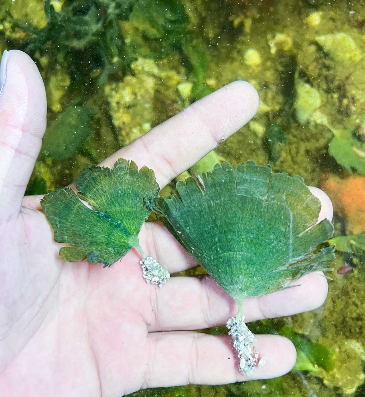 Gulf Mermaid Fan Macro Algae