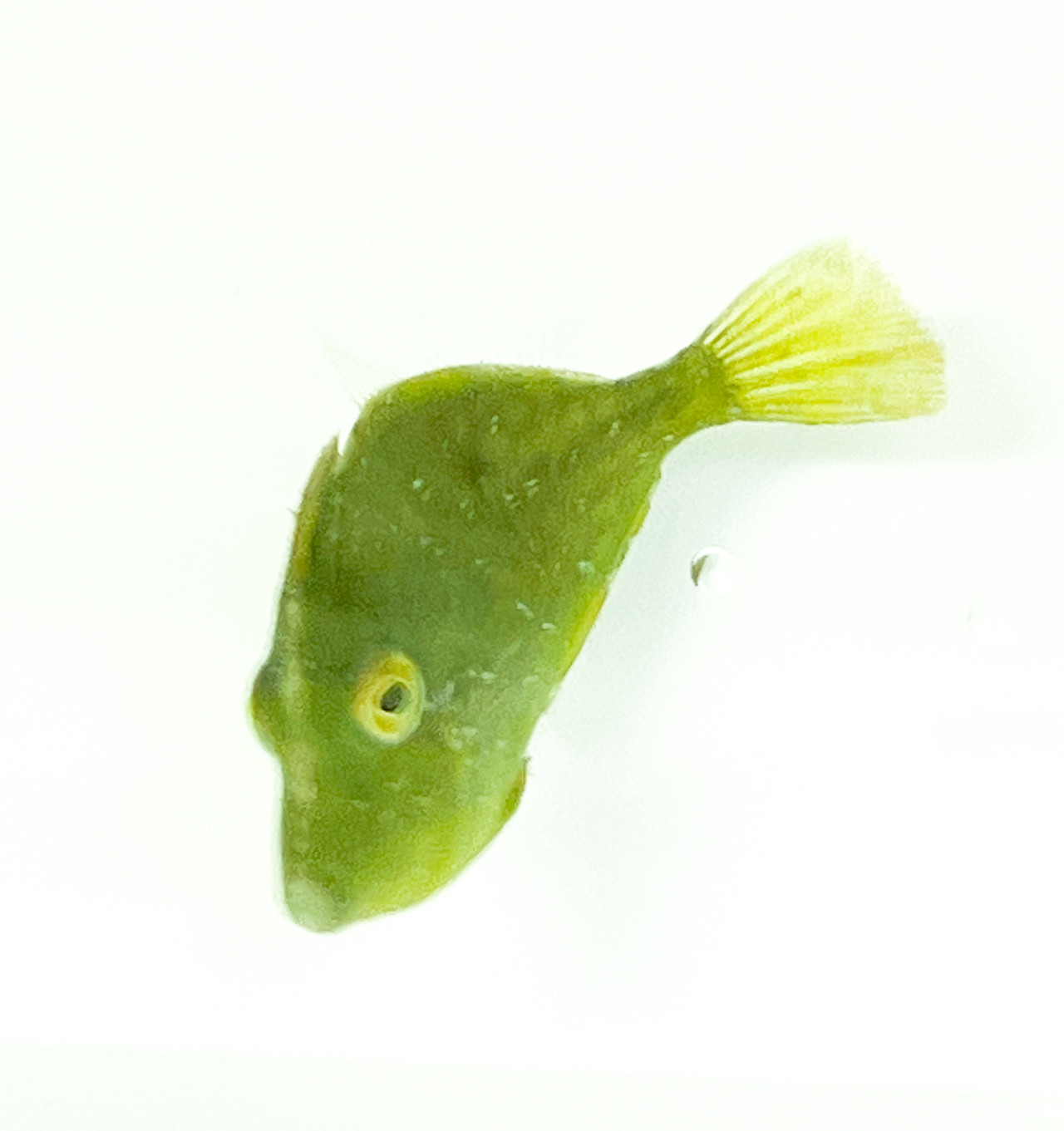 Live saltwater fish for sale.