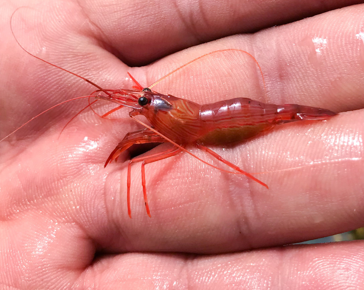 Jumbo Peppermint Shrimp | Large Peppermint Shrimp For Sale
