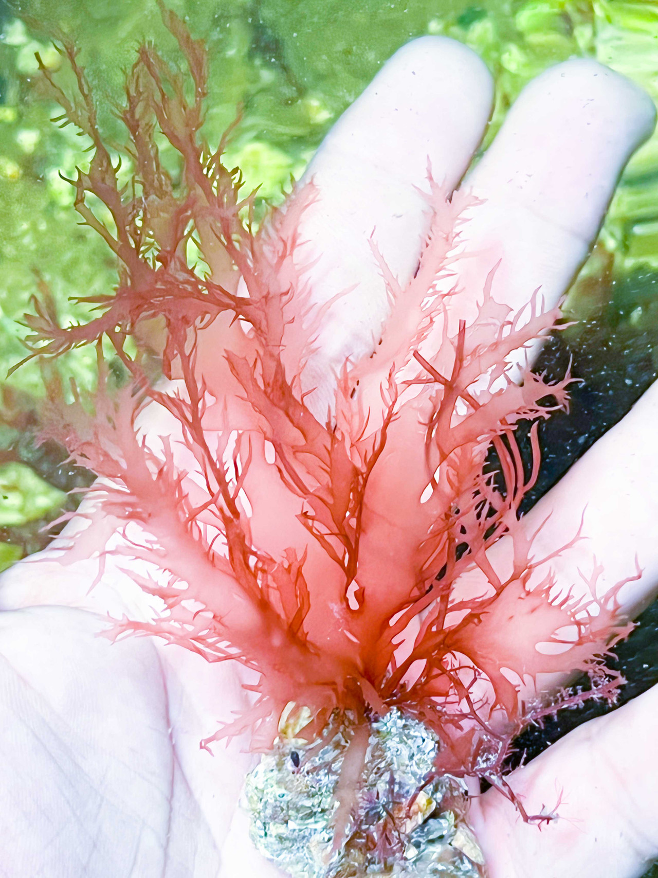 Dragon's Breath Macro Algae.