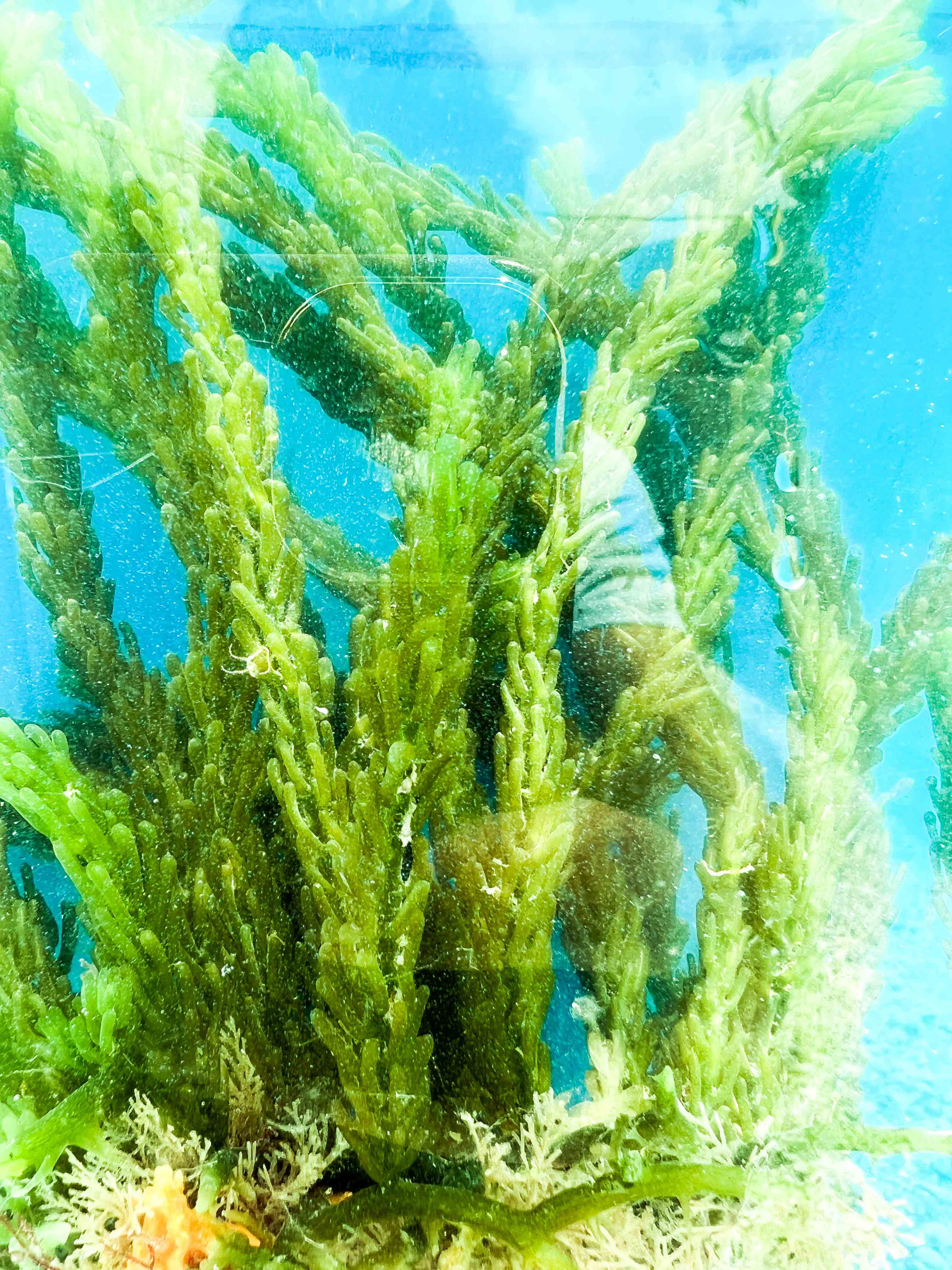 Macro Algae - Page 3