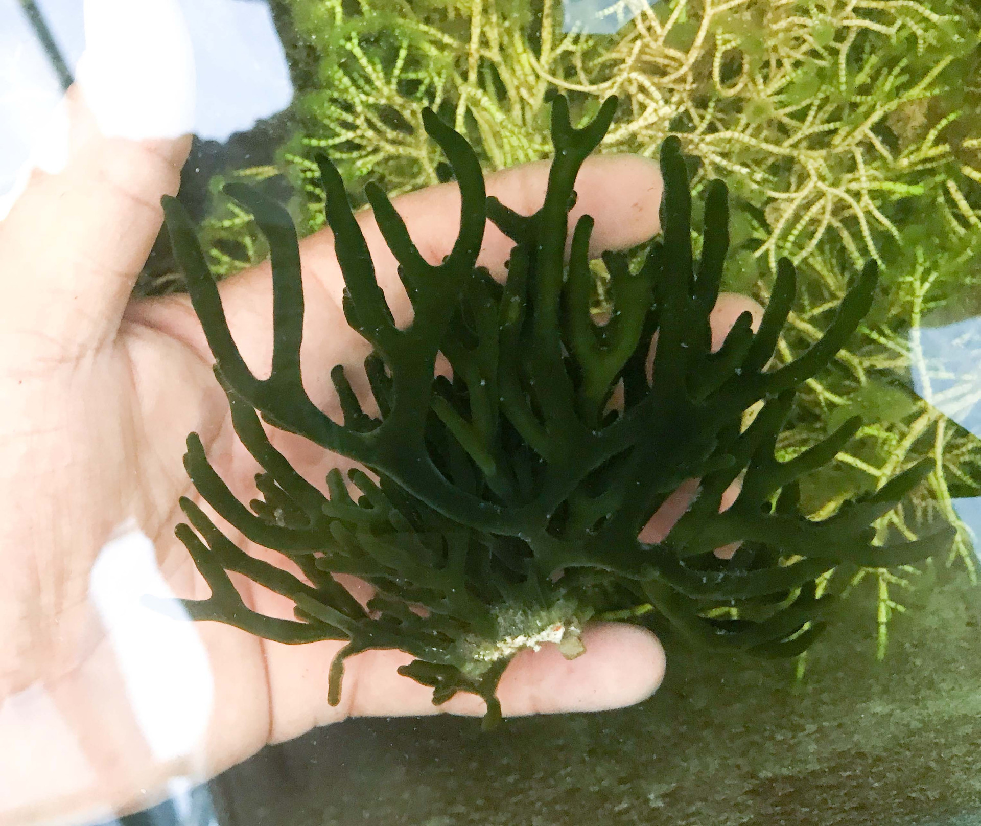 Codium | Dead Man's Fingers | Codium for Sale | Macro Algae