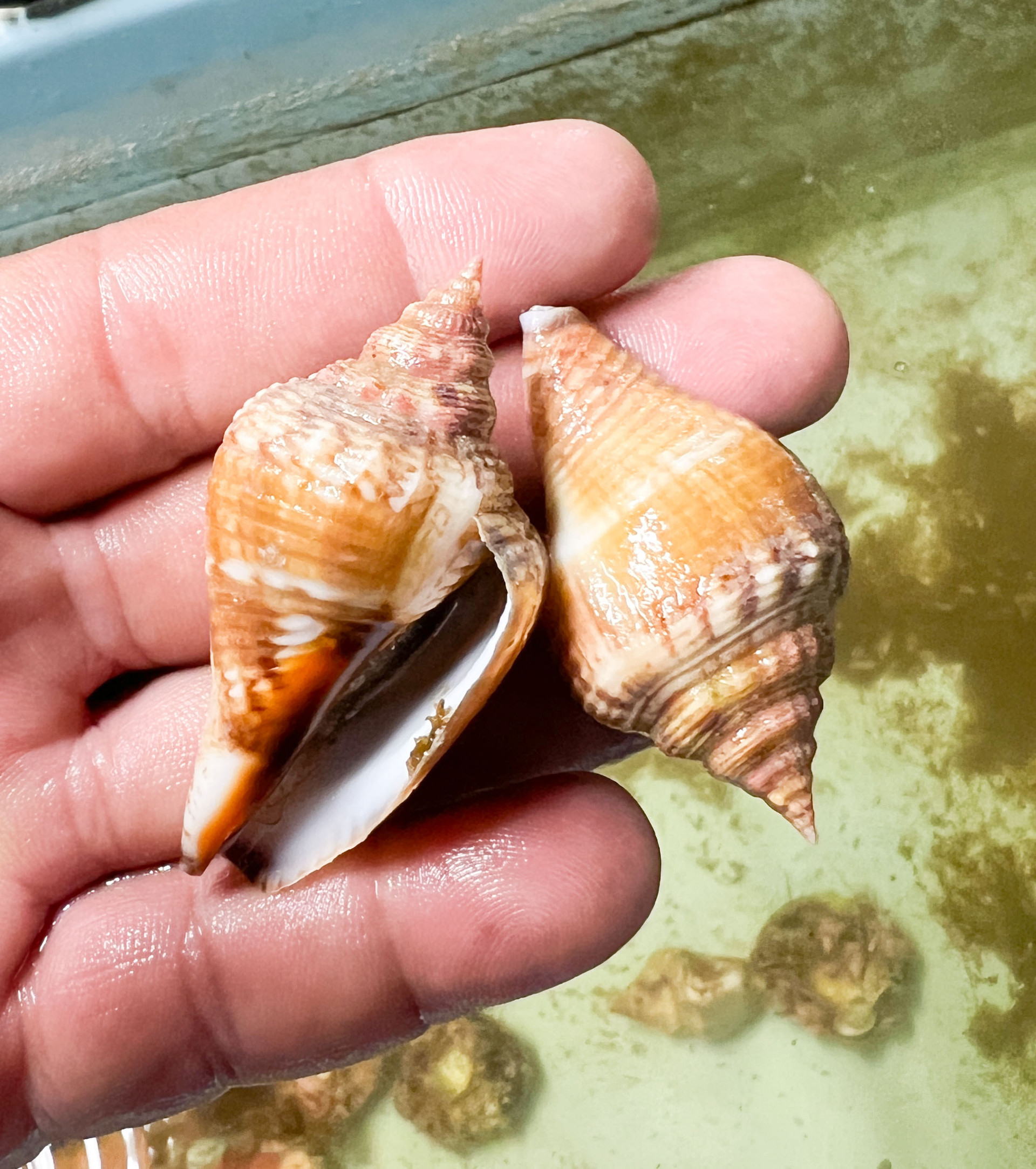 Fighting Conch Snail Sand Sifting Snails