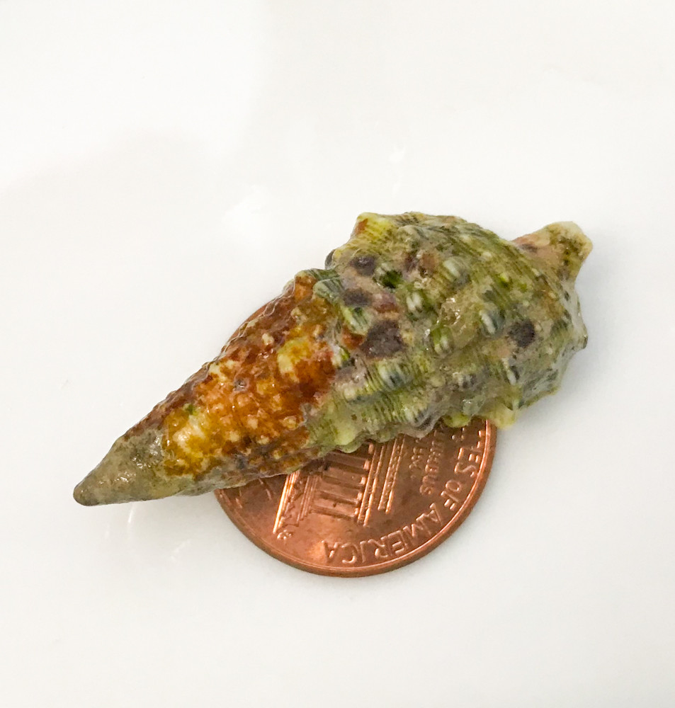 Cerith Snails. Live Saltwater Snails.
