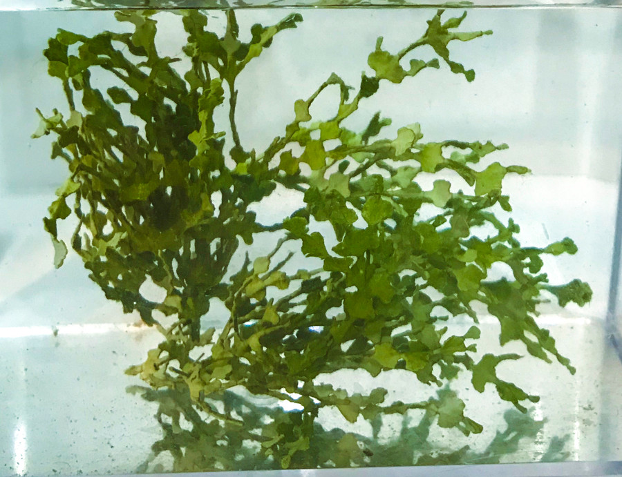 Halimeda | Macroalgae for sale | Saltwater Plants Macro Algae