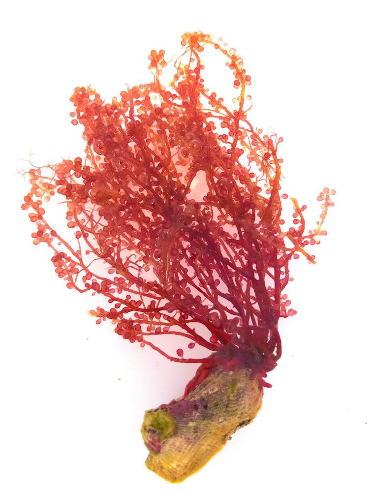 Red Grape Macro Algae for sale Botryocladia