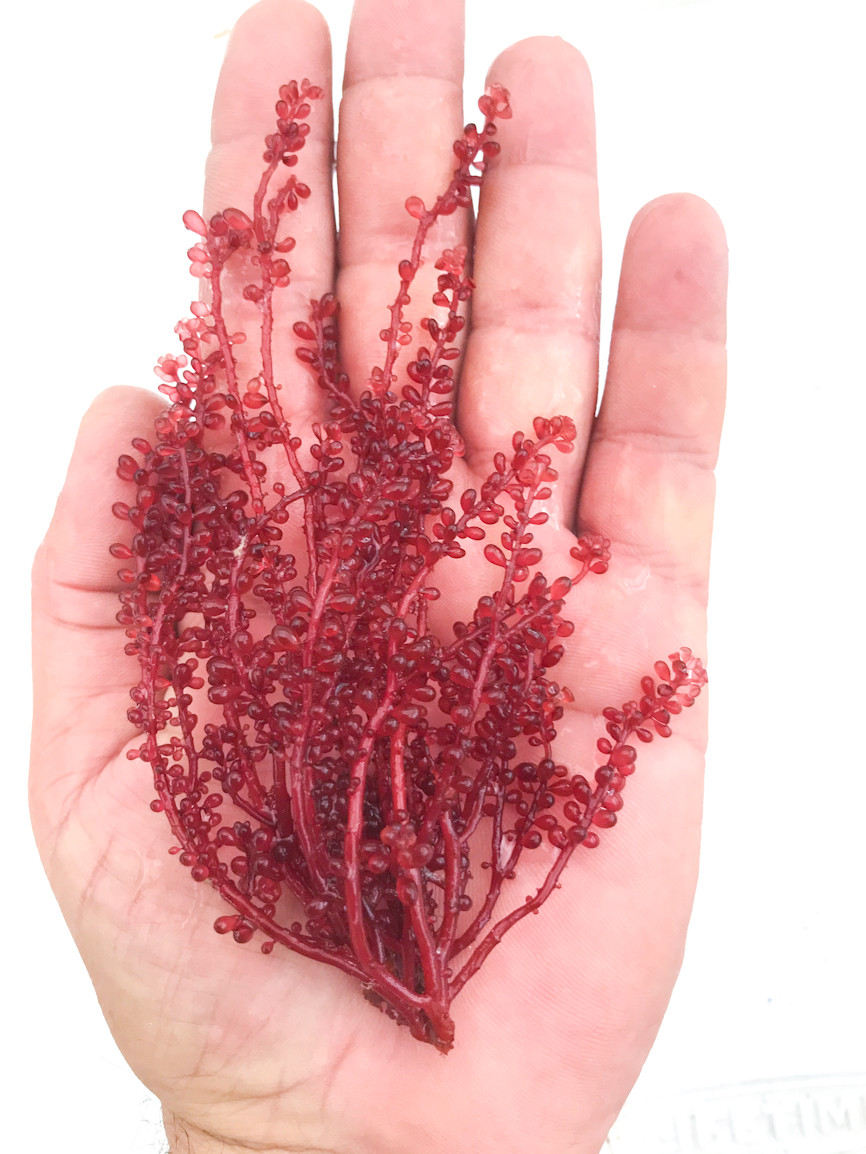 Red Grape Macro Algae for sale Botryocladia
