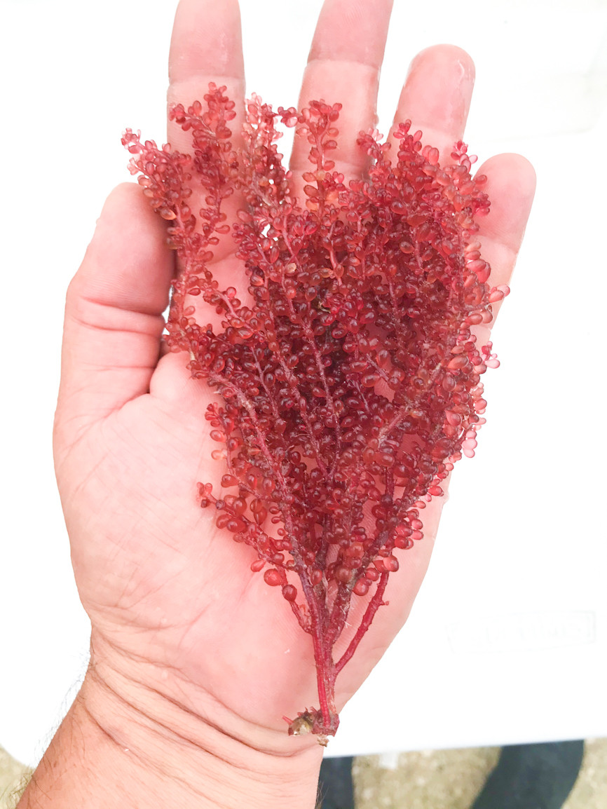 Red Grape Macro Algae for sale Botryocladia