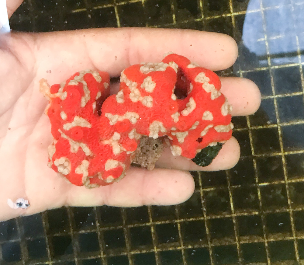 Superman Sponge for Sale. Live Sea sponges, of rare specimans