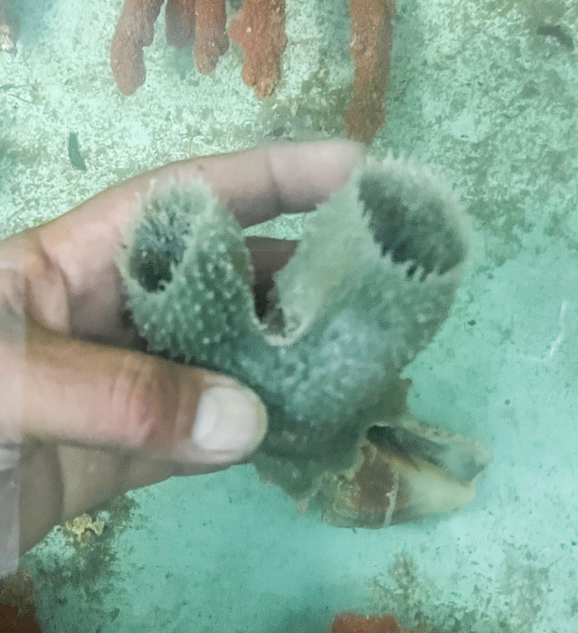 Live Sponge for Sale. Buy Sea Sponge - Page 4