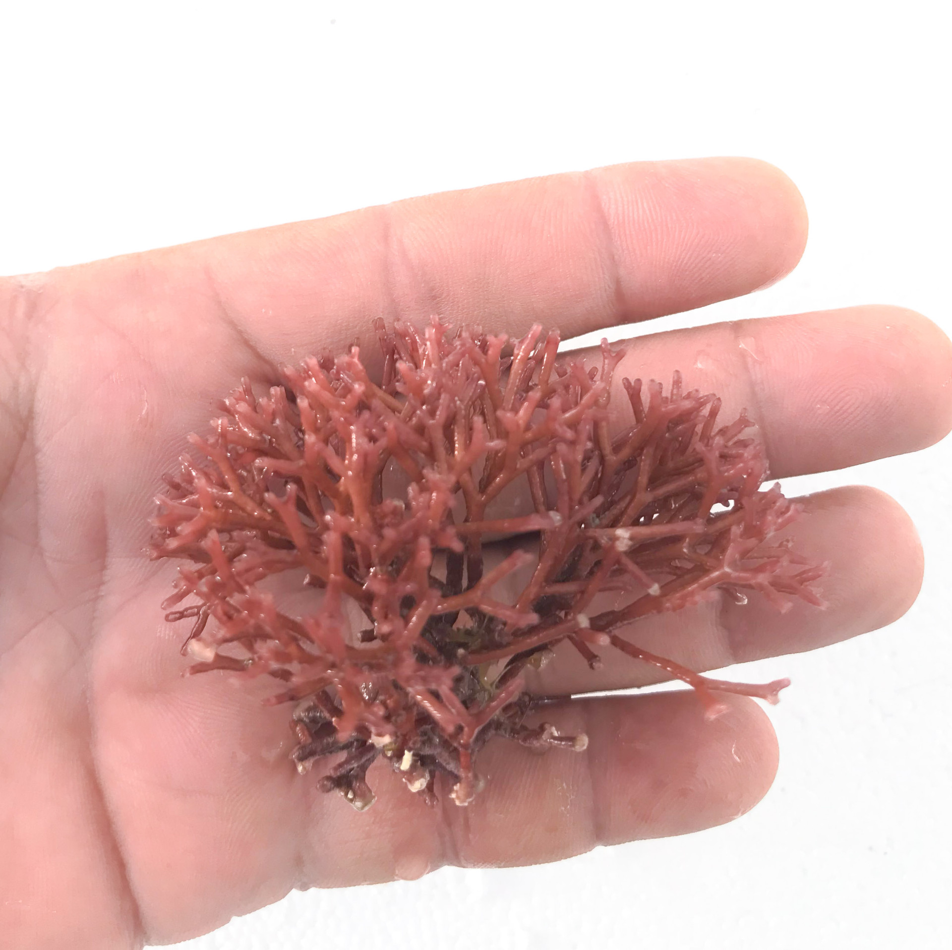 Orange thicket Macro Algae for Sale. Galaxaura Coraline Algae
