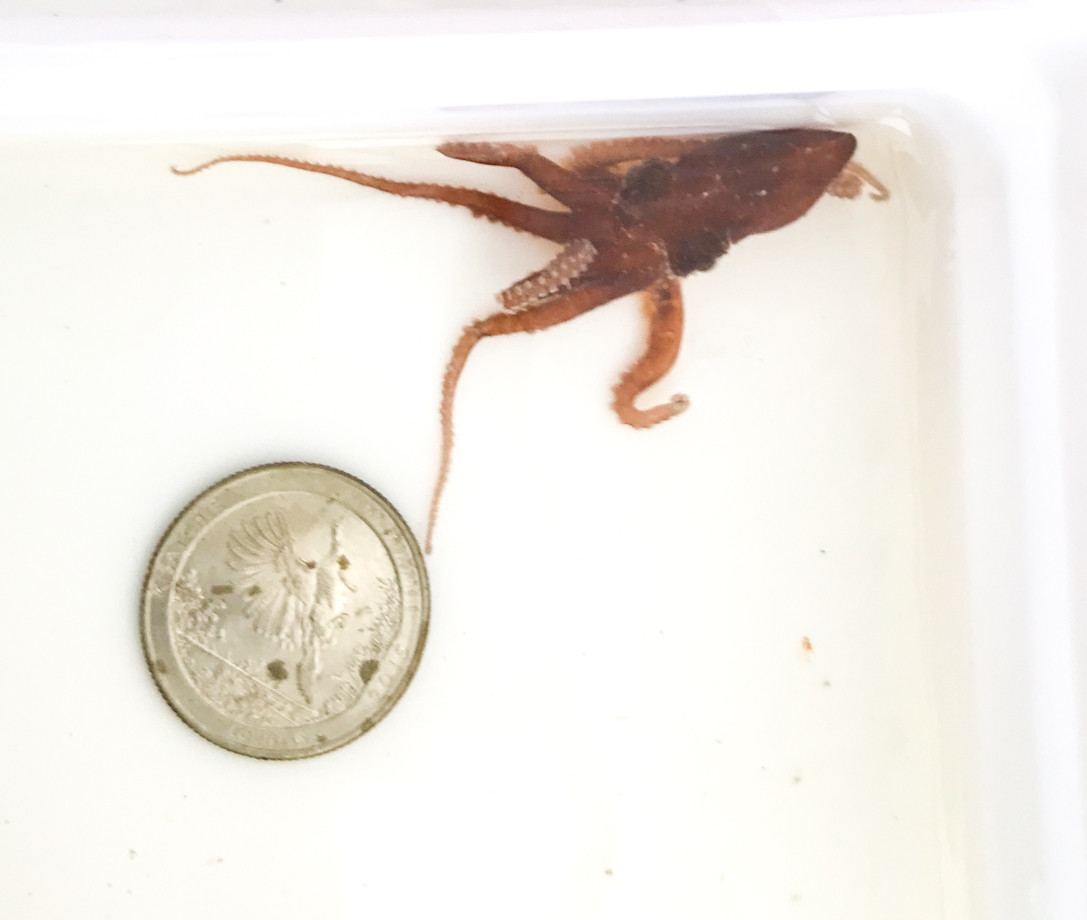 Octopus for Sale. Buy Octopus for Aquarium. Cephalopods for Sale.
