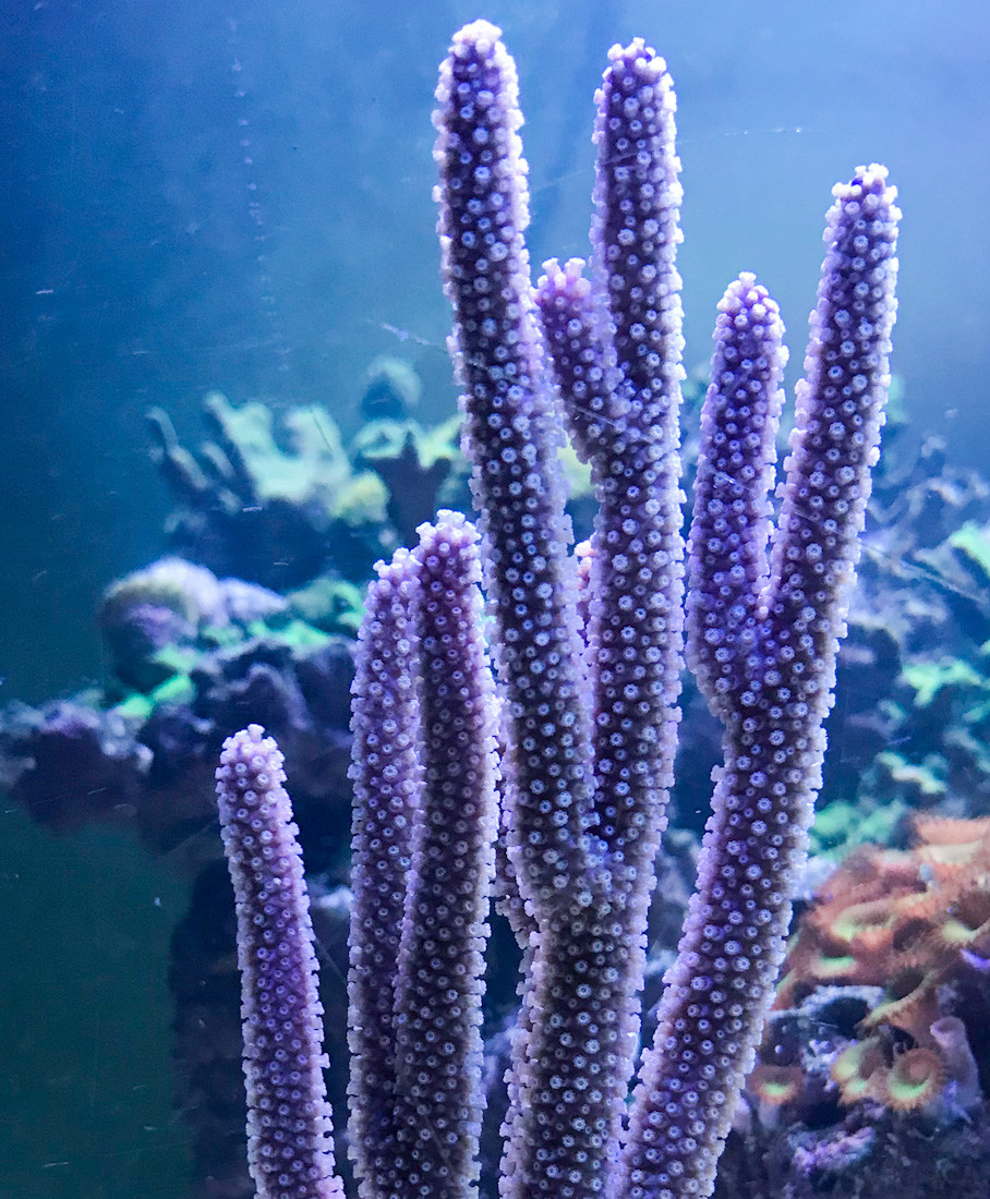 Purple Candelabra Gorgonian for Sale | Buy Live Gorgonians