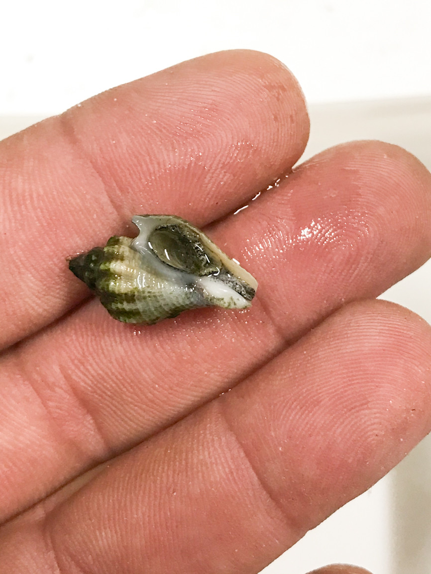 Live Baby Crown Conch Snails for Saltwater Reef Tank Aquariums