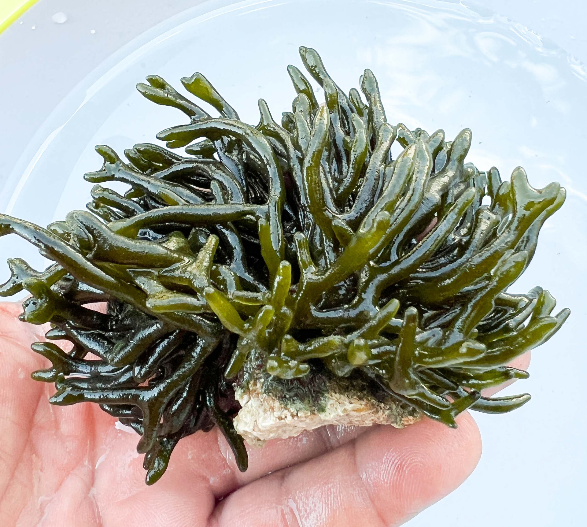 Codium Macro Algae Naturally Rooted on Rock