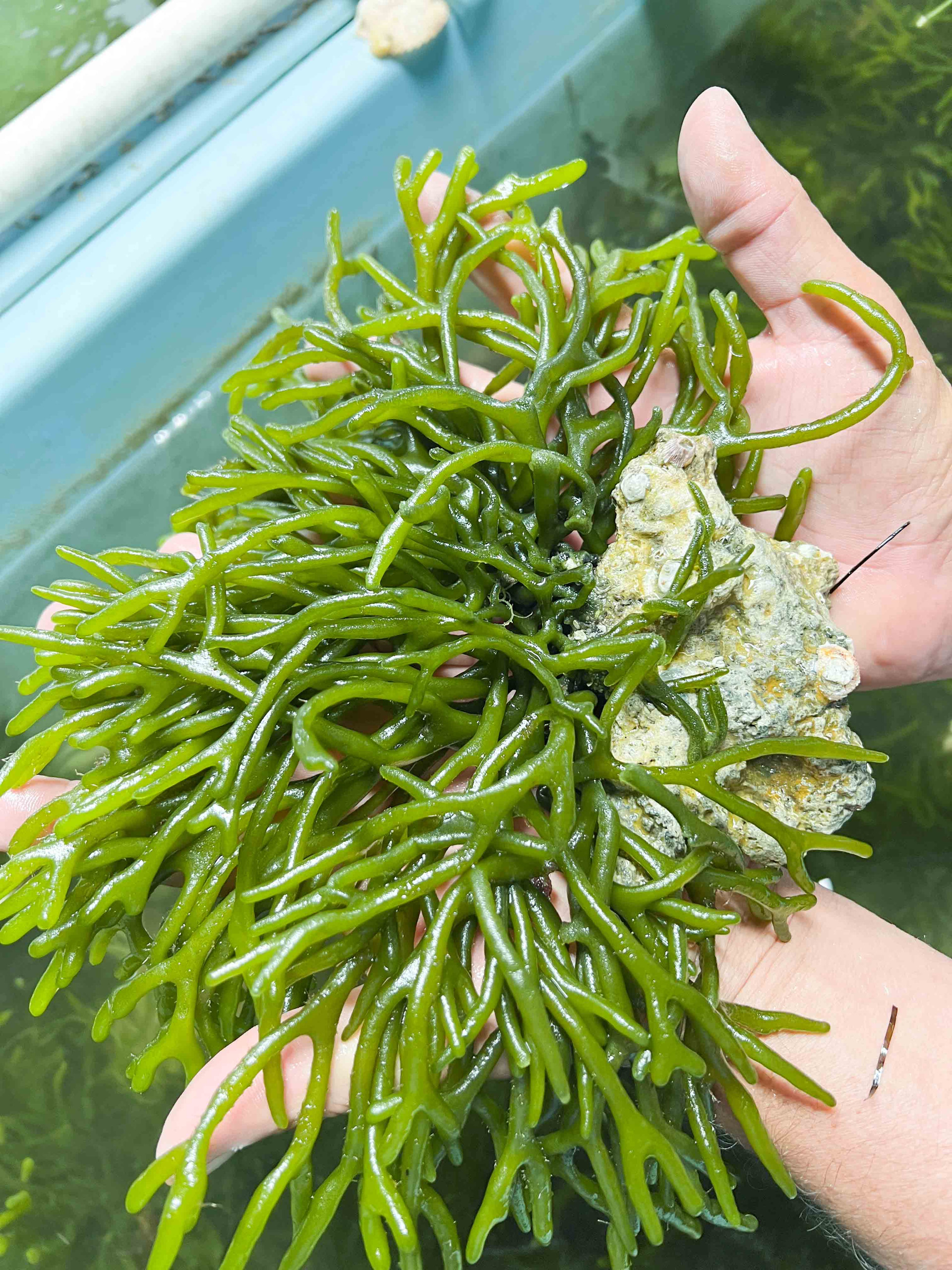 Codium Macro Algae Naturally Rooted on Rock