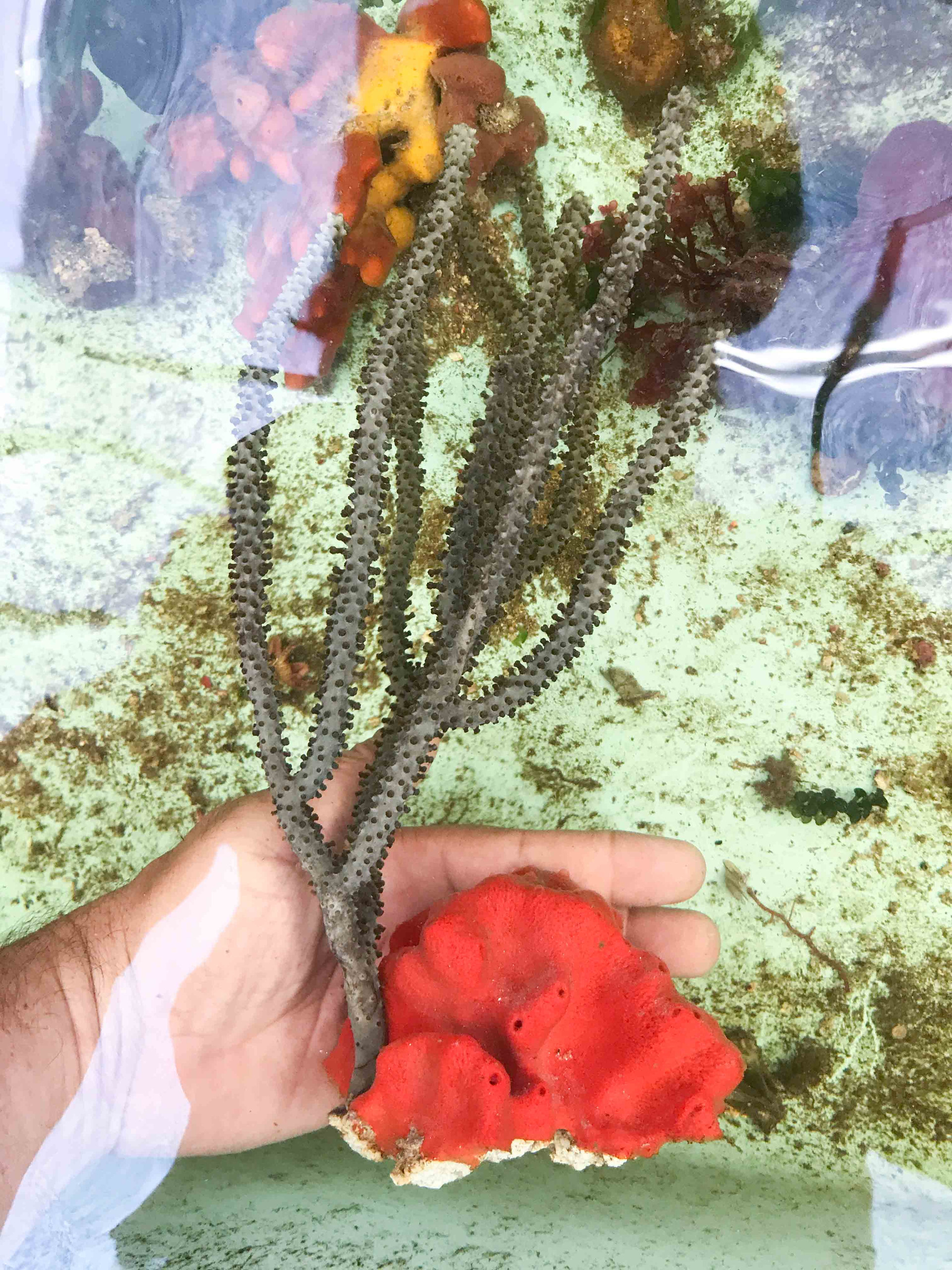 Live Sponge for Sale. Buy Sea Sponge