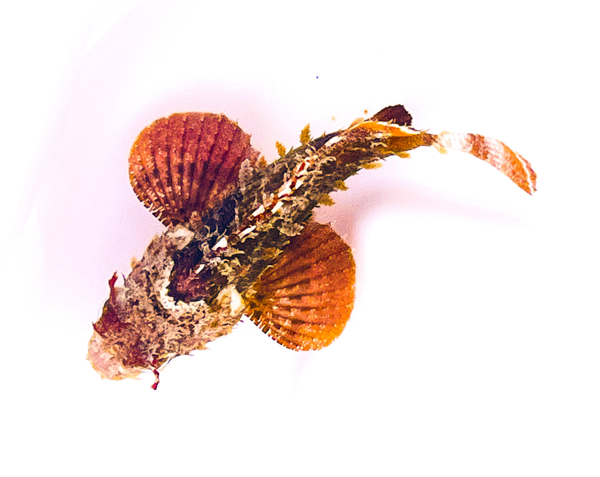 Scorpion Fish for sale.