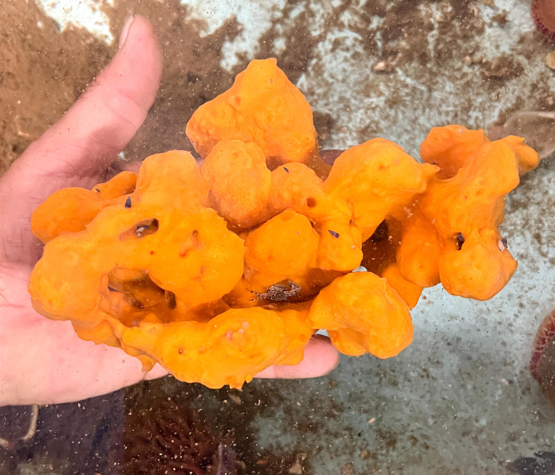 Live Sponge for Sale. Buy Sea Sponge