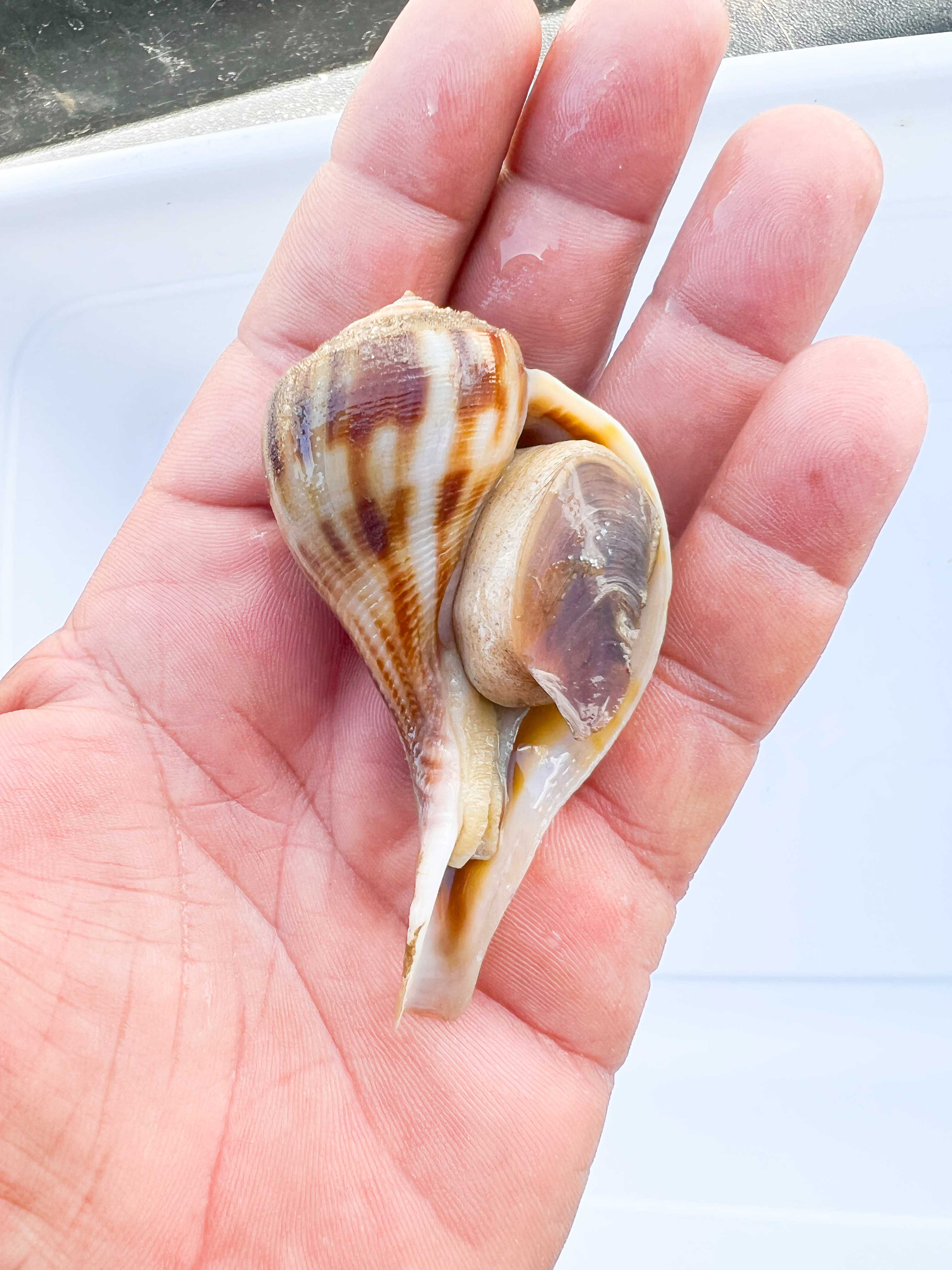 Live Saltwater Snail Pear Whelk