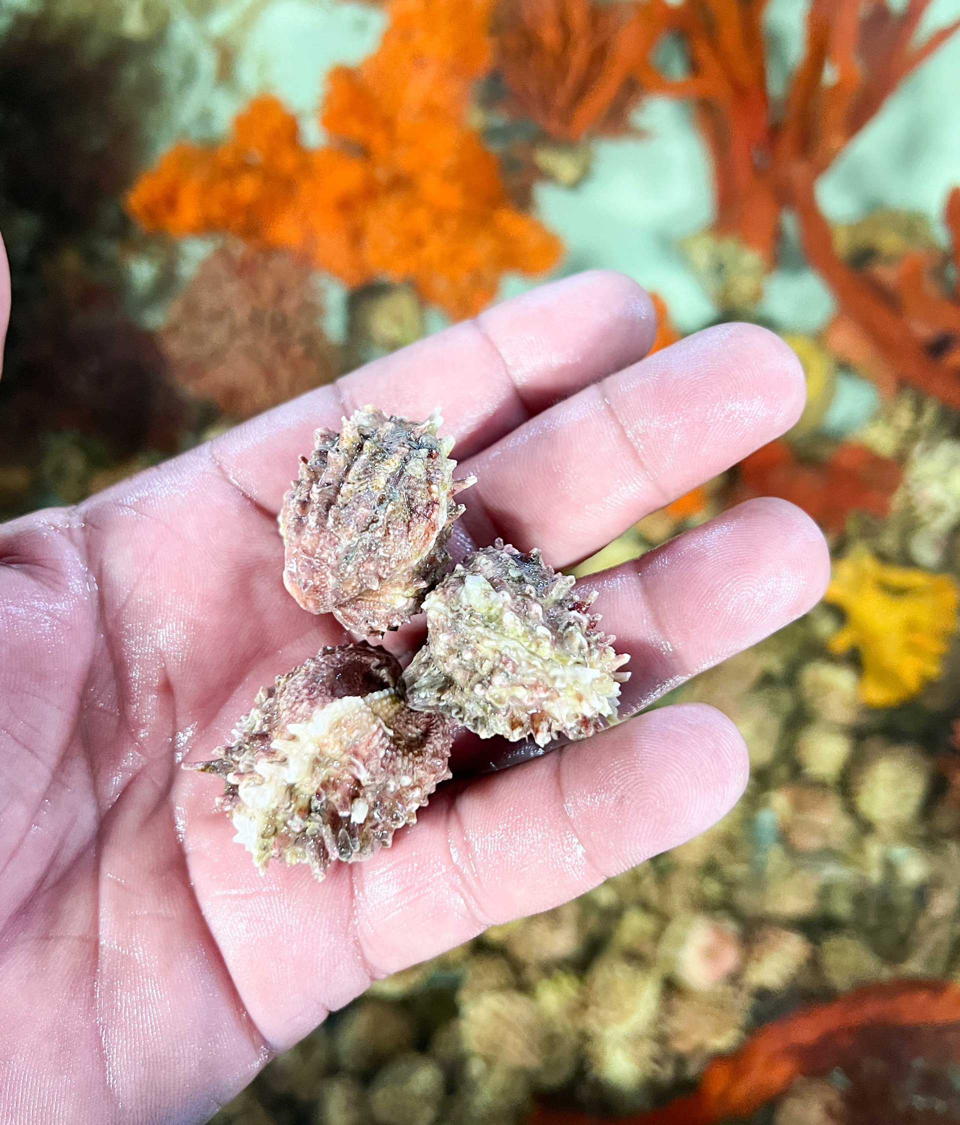 Spiny Jewel Box Clam