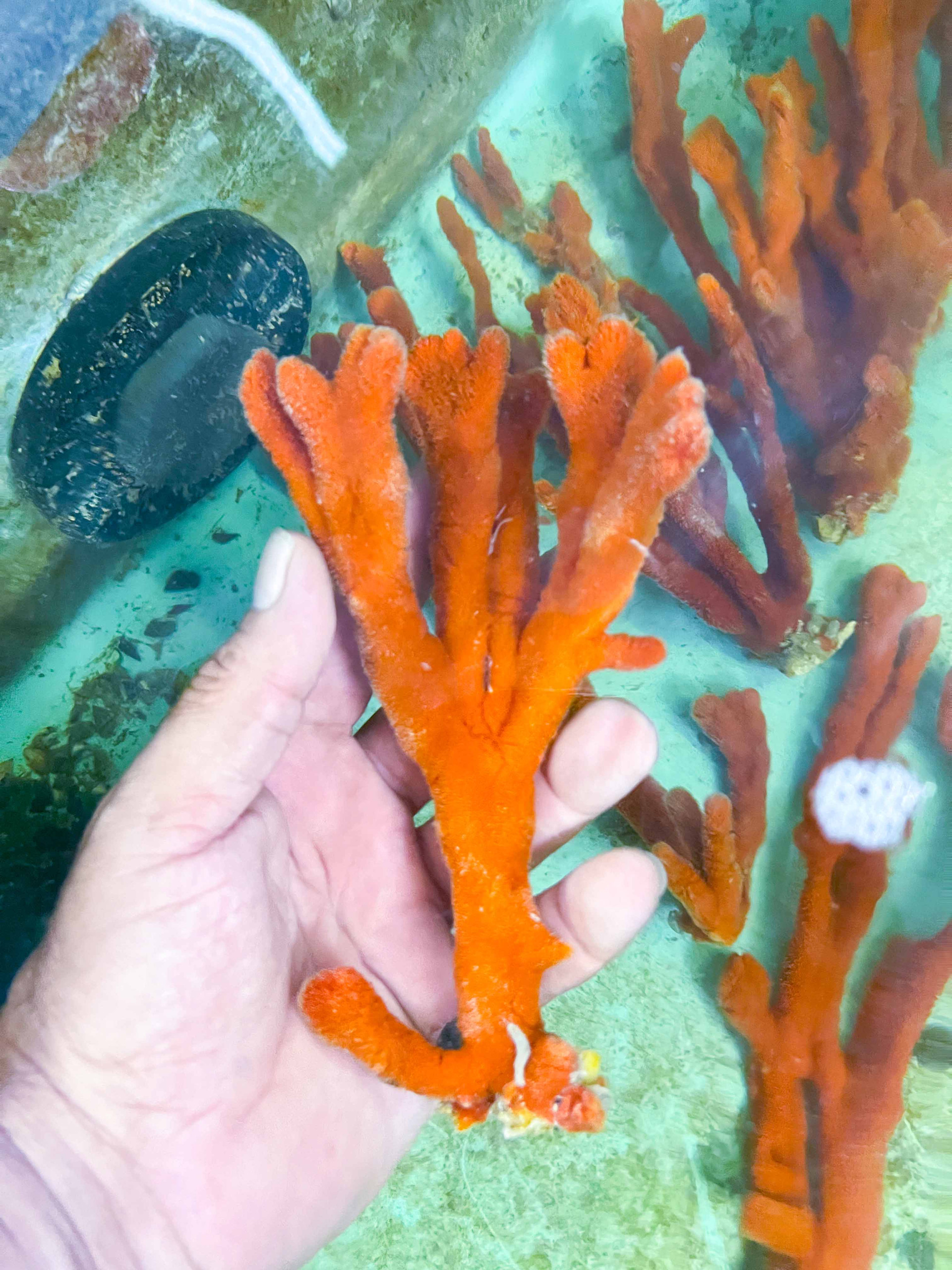 Live Sponge for Sale. Buy Sea Sponge