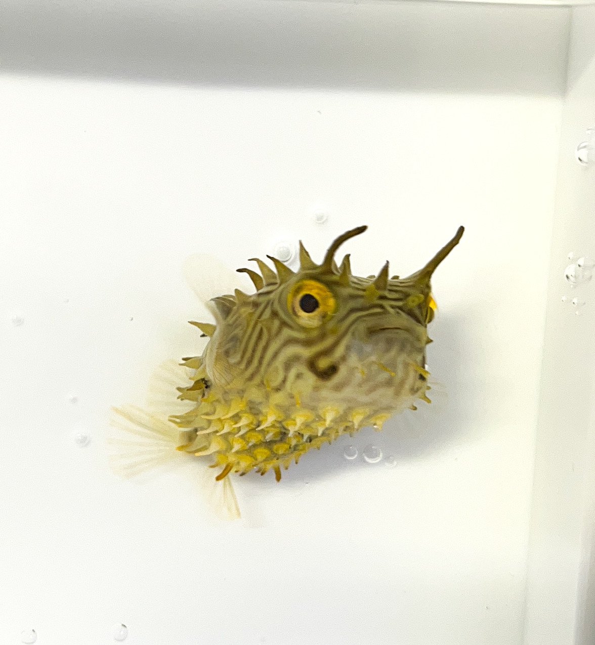 Spiny Puffer