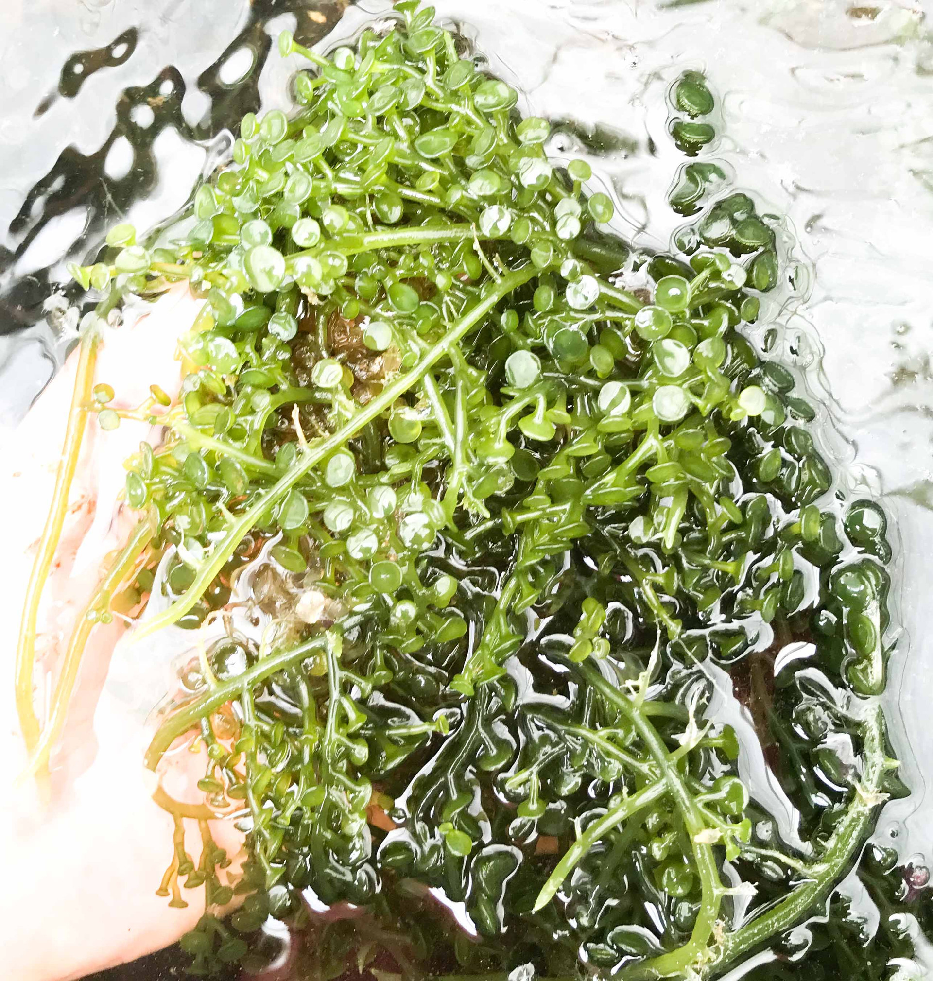 Buy Grape Macro Algae. Saltwater Macro algae for Sale.