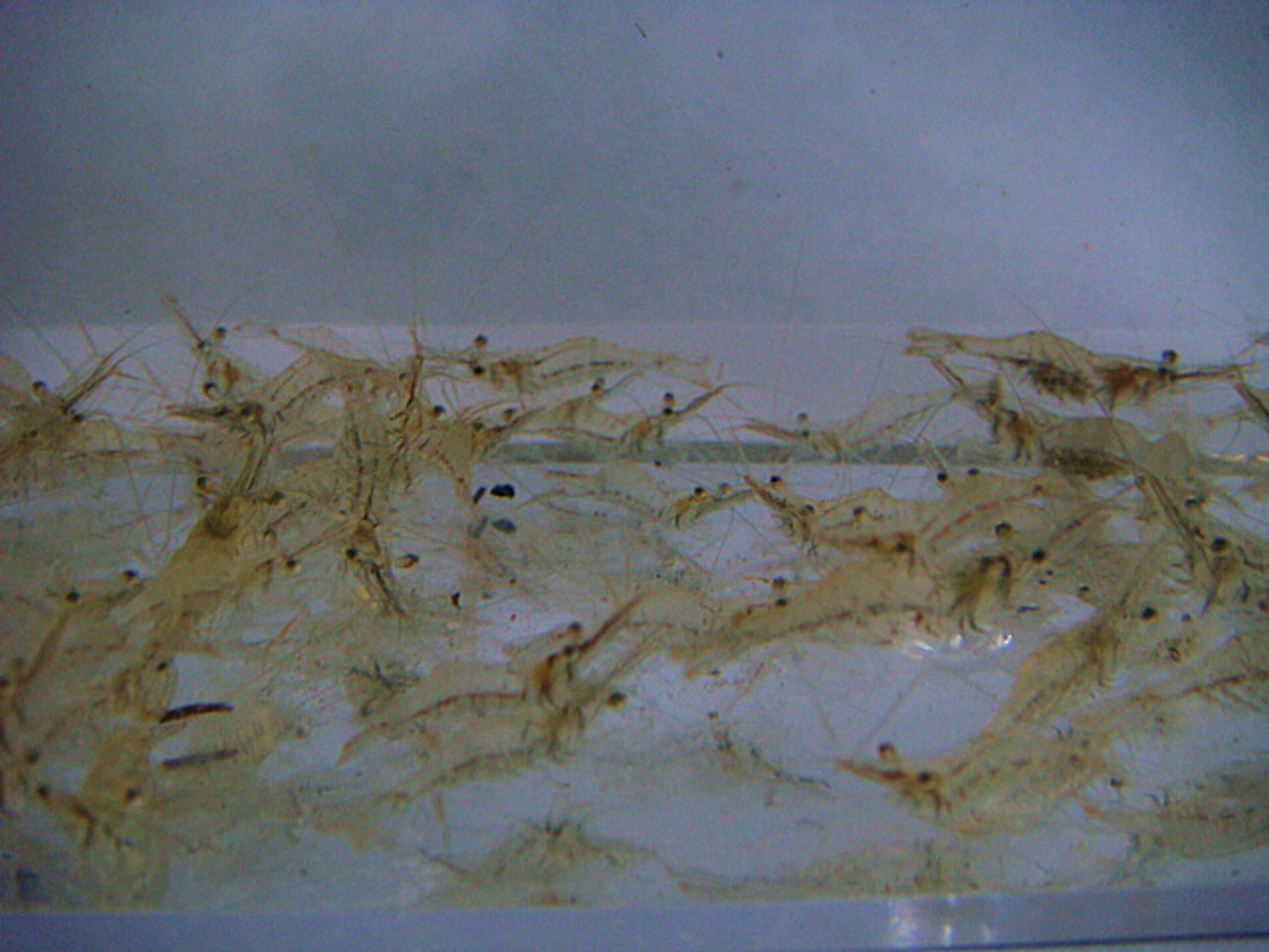 Saltwater Feeder Shrimp Feeder Shrimp Feeder Shrimp For Sale