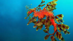 Copepod | Mix 5 Types of Saltwater Pods | Copepods Available