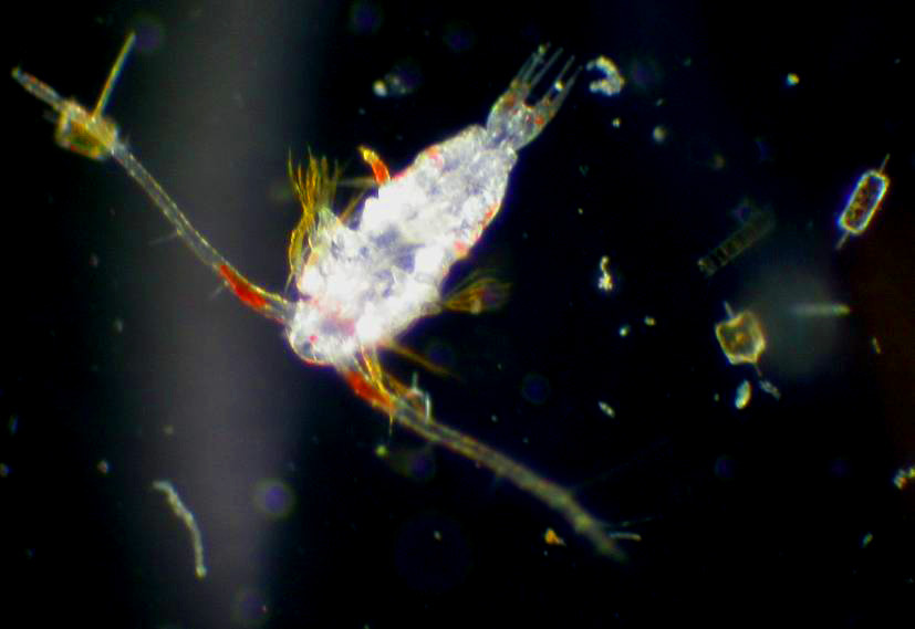 Copepod | Mix 5 Types of Saltwater Pods | Copepods Available