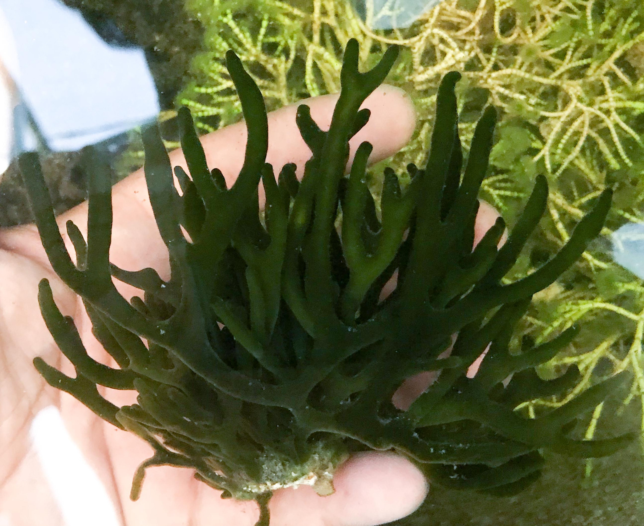 Codium | Dead Man's Fingers | Codium for Sale | Macro Algae