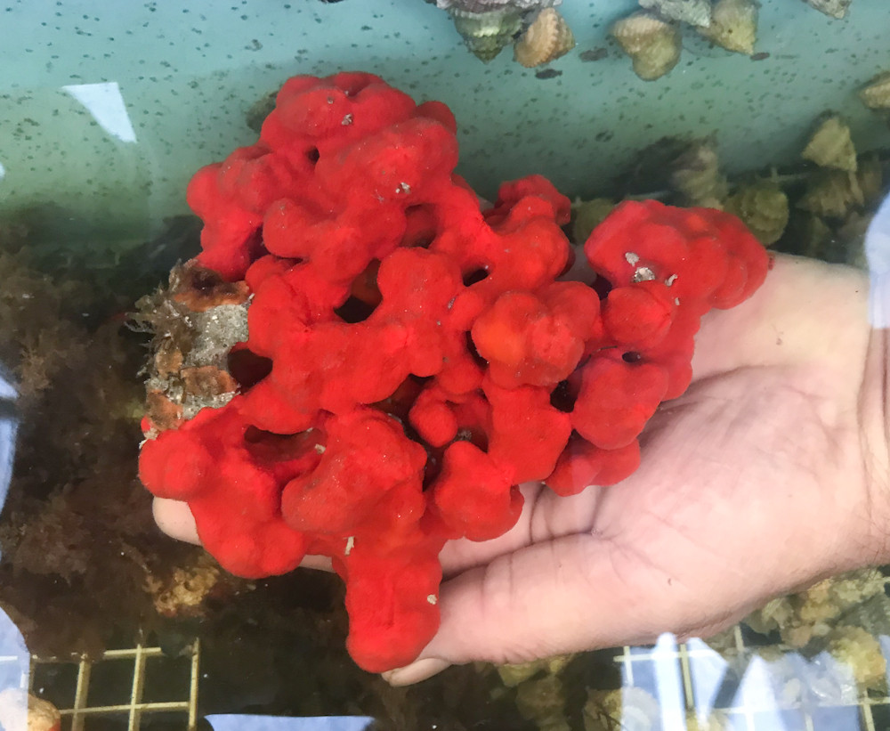 Red Sponge for Sale | Buy live sponges | Sponges for Reef Tank