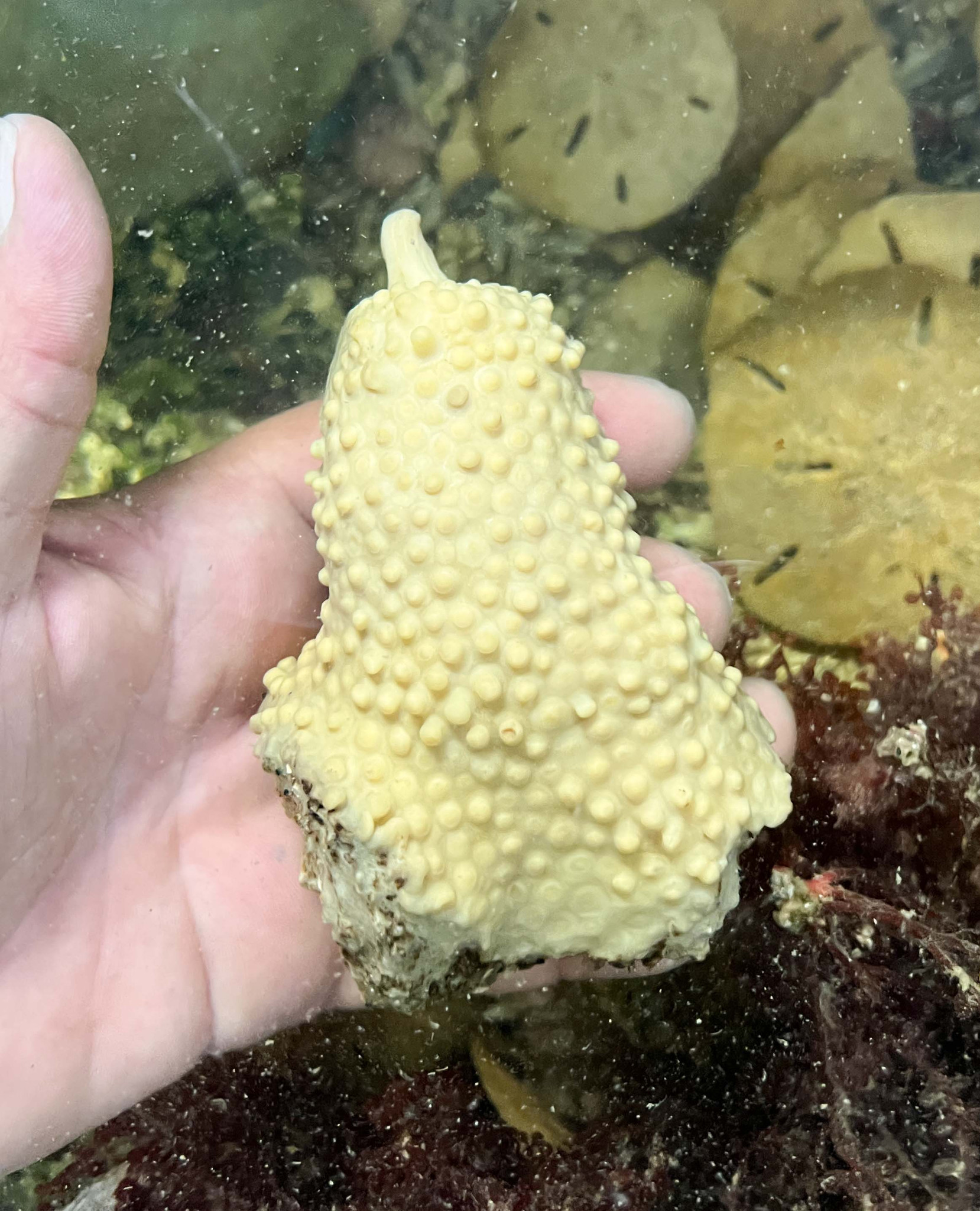 Live Sea Sponges for FOWLR Fish only tanks. Get Live Sponges.