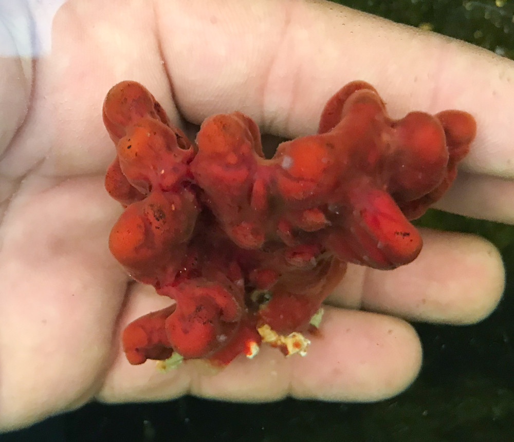 Rare Live Sea Sponge for Sale. Get the most variety of live sponges.