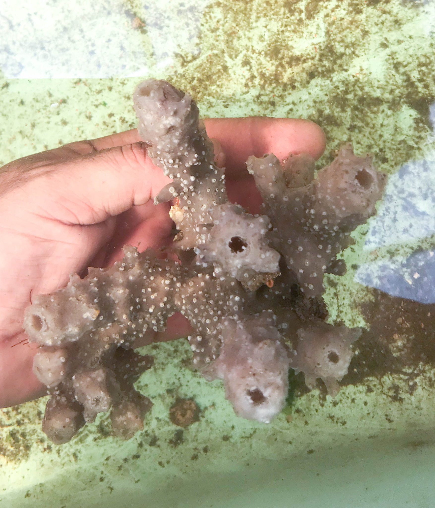 Extra Large Spotted Tube Sponge for Reef Tank Aquarium