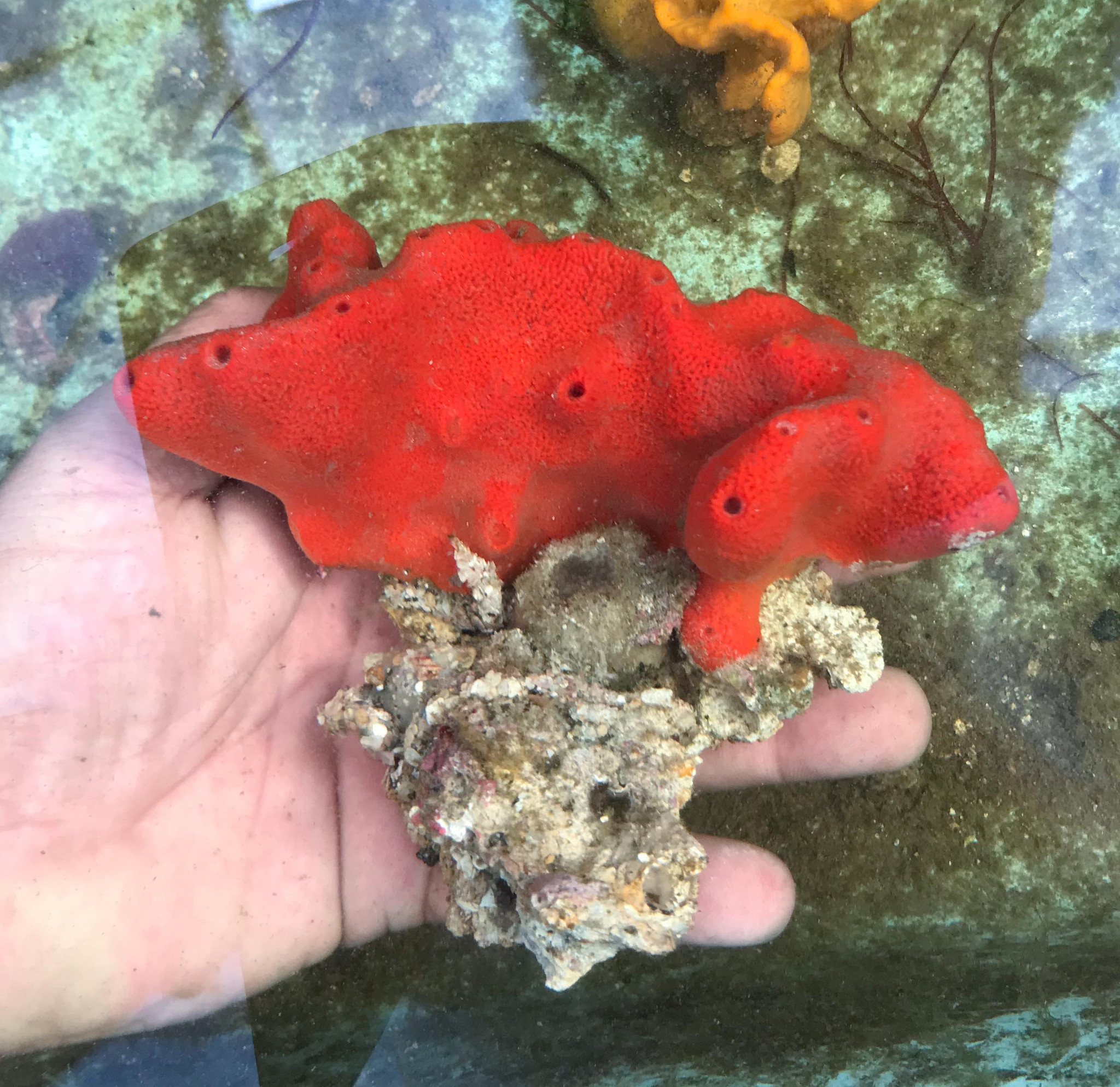 Rare Specimen Live Sea Sponge for Sale. Wine Colored Sponge.